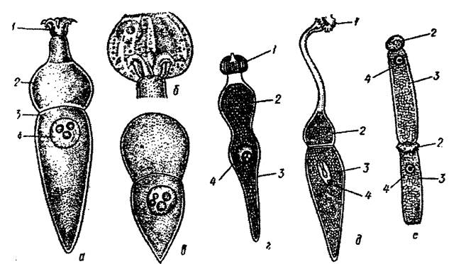 Підклас Грегарини-Gregarinia - КЛАС СПОРОВИКИ-SPOROZOEA - ТИП ...