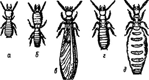 Комахи із неповним перетворенням - КЛАС КОМАХИ, АБО ВІДКРИТОЩЕЛЕПНІ ...