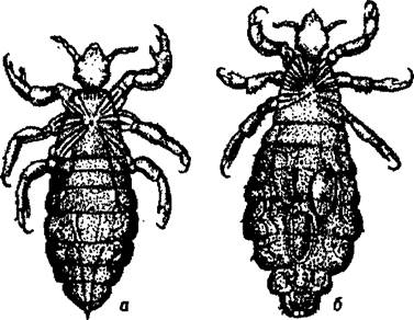 Комахи із неповним перетворенням - КЛАС КОМАХИ, АБО ВІДКРИТОЩЕЛЕПНІ ...