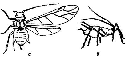 Комахи із неповним перетворенням - КЛАС КОМАХИ, АБО ВІДКРИТОЩЕЛЕПНІ ...